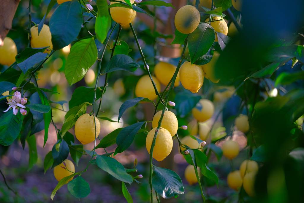 Positano.com | The Amalfi Coast Italy. Travel guide 2025