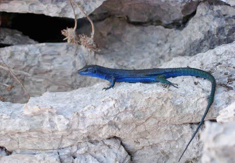 Fauna and Flora - Itinerari - Island of Capri