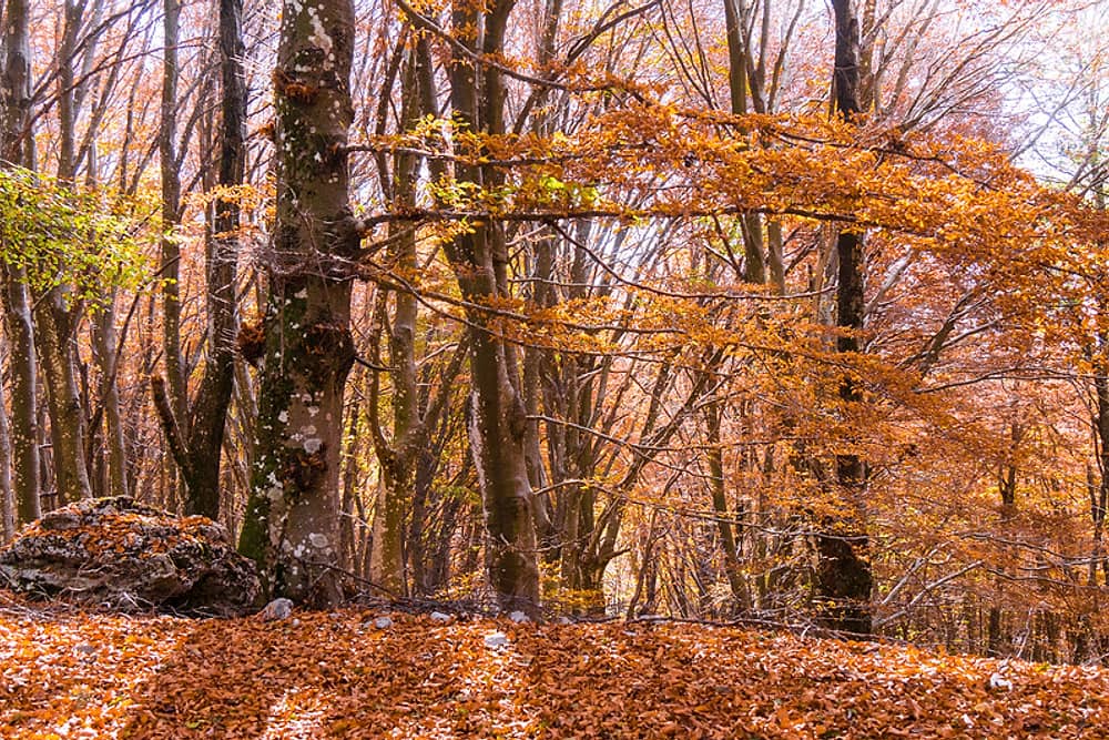 Sorrento's Mount Faito - Itinerari - Sorrento