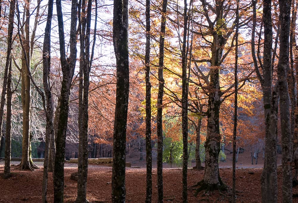 Sorrento's Mount Faito - Itinerari - Sorrento