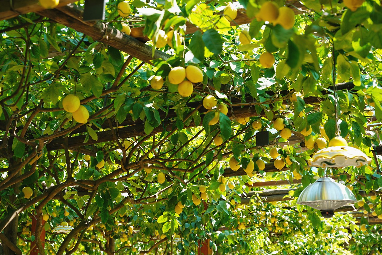 Dining Under a Canopy of Lemons - Gourmet - Island of Capri