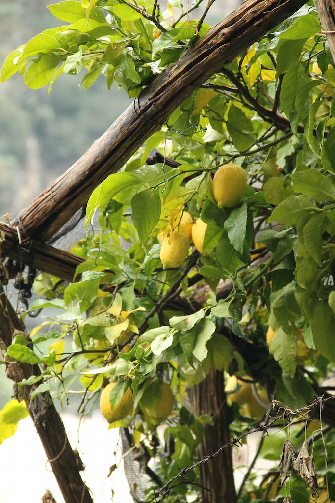 The Path of the Lemons: complete guide to the panoramic trail on the ...